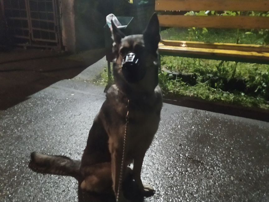 Собака помесь овчарки с лайкой, охранник и друг