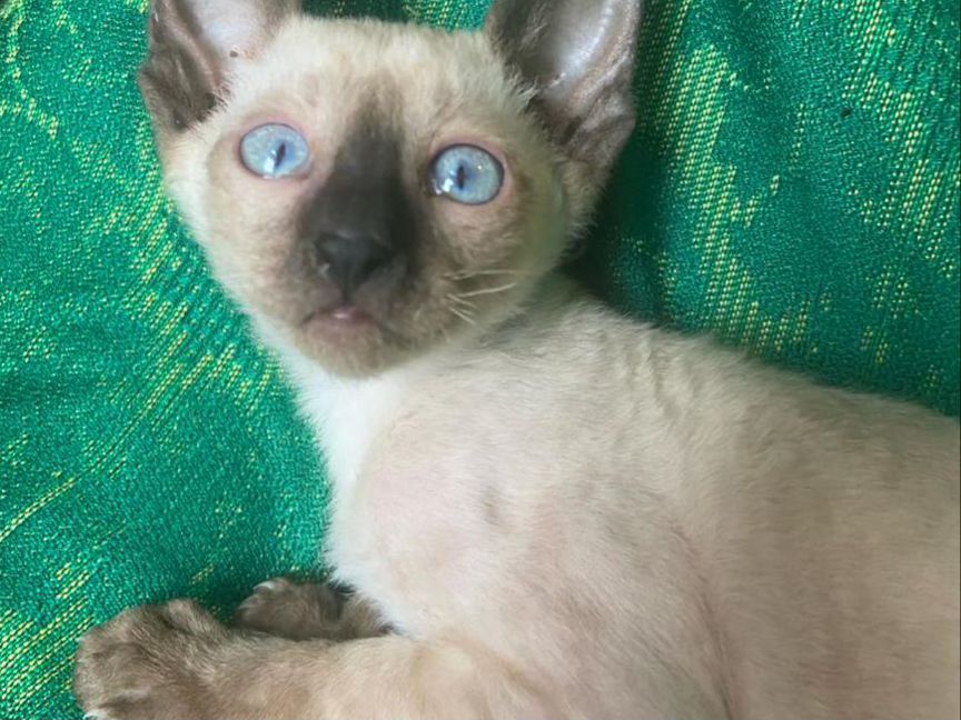 Кошки