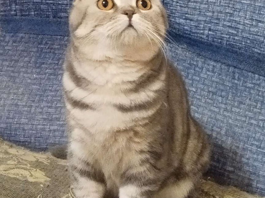 Шотландский вислоухий кот. Вязка
