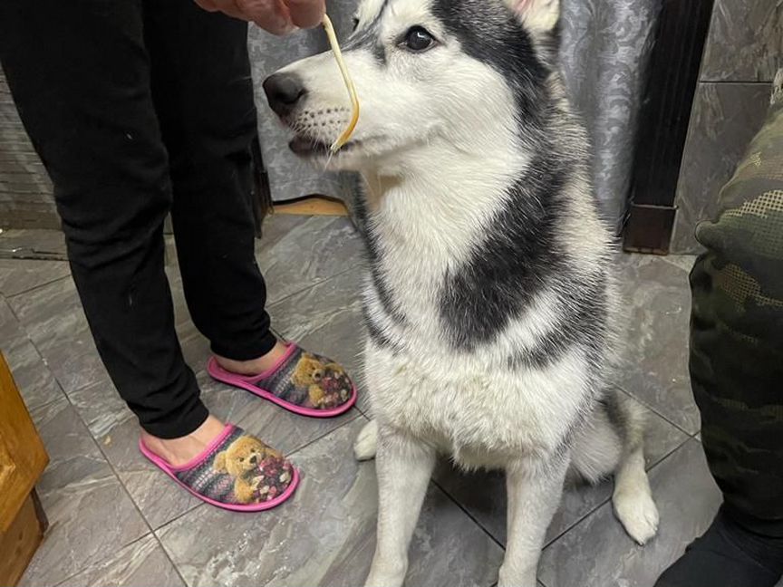 Сибирский хаски