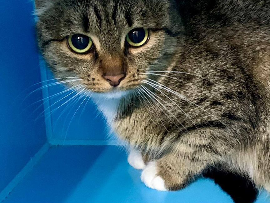 Кошка ищет дом, через 5 дней улица