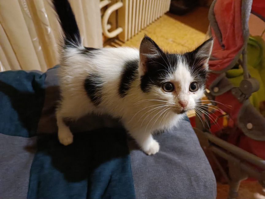 Котенок в добрые руки