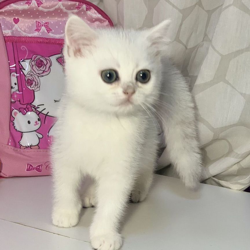 Британский короткошёрстный котёнок