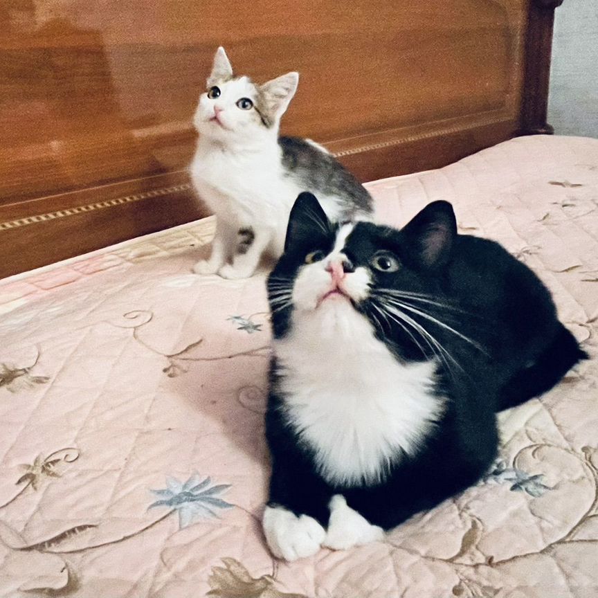 Котята в добрые руки даром