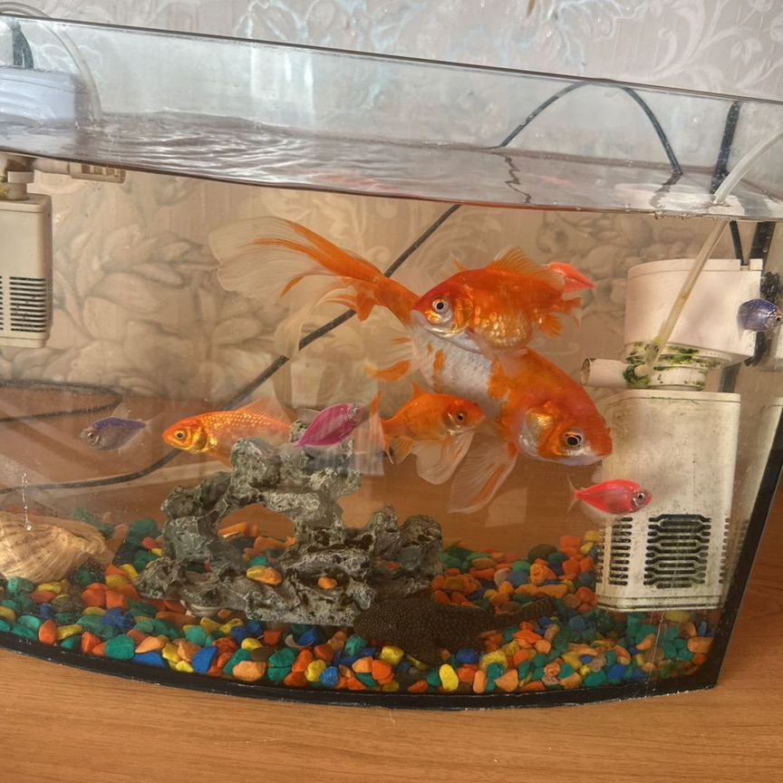 Золотые рыбки