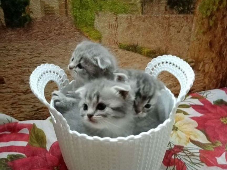 Шотландские вислоухие котята