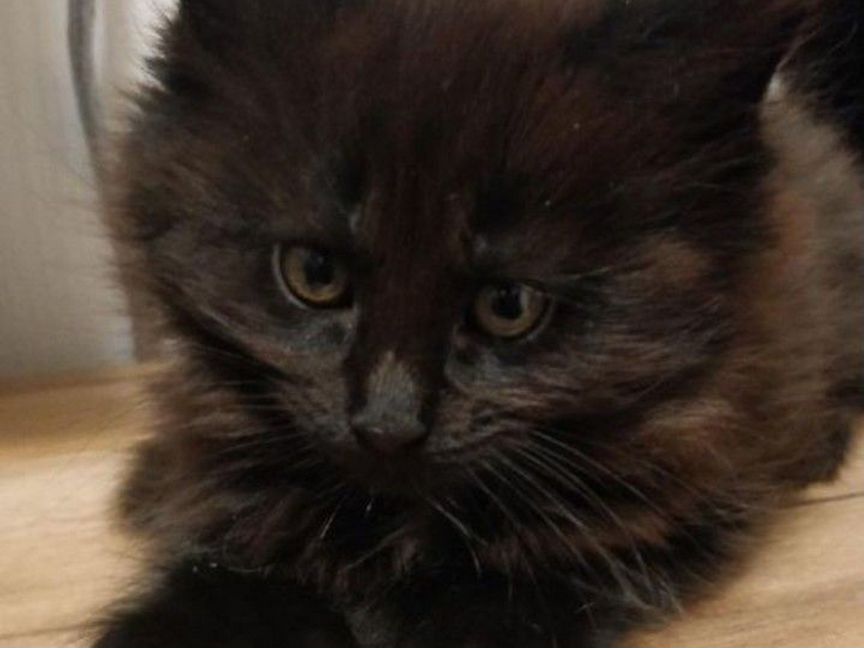 Шилопопики парни и девчата переезжают