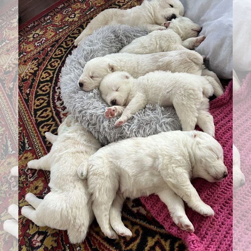 Среднеазиатская овчарка, щенок