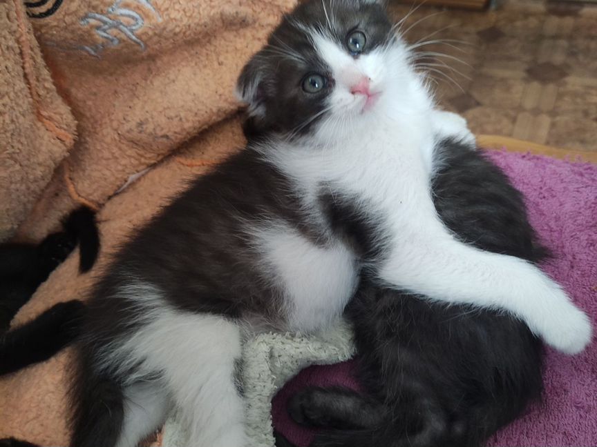 Котята метисы