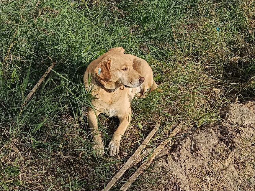 Лабрадор бездомный