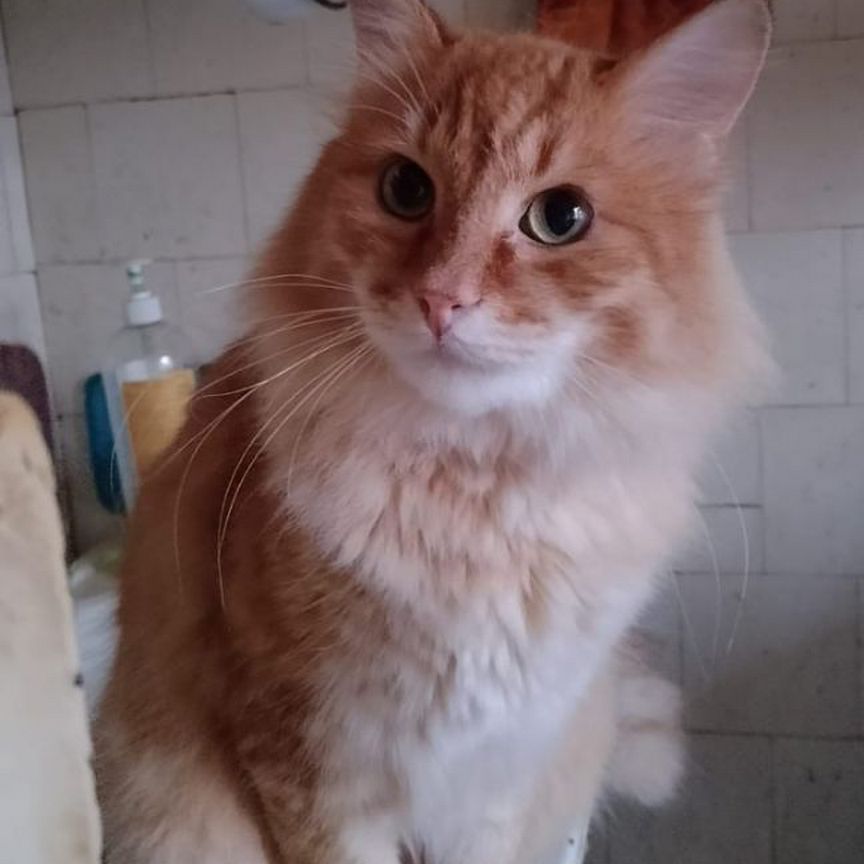 Кот Санчо нуждается в доме