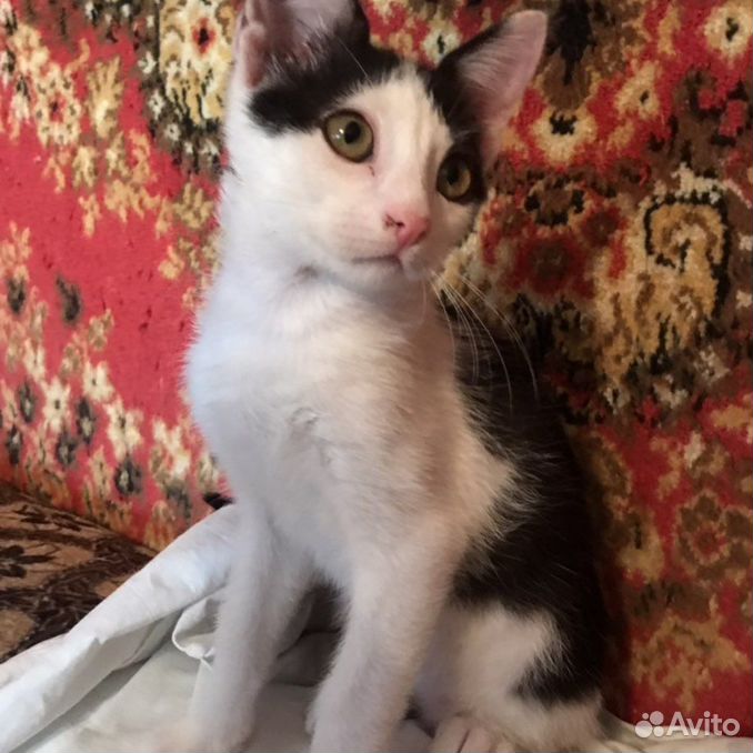 Котенок мальчик Темка очень игривый