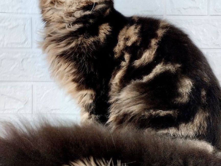 Котёнок мейн-кун