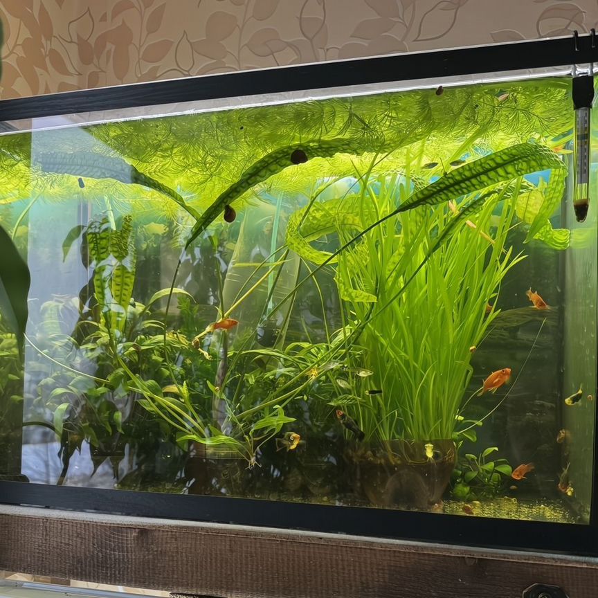 Аквариум с рыбками