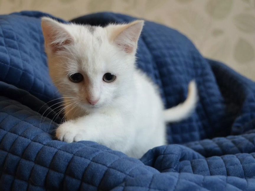 Маленький белый котенок