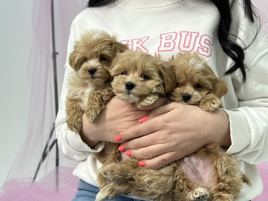 Мини мальтипу