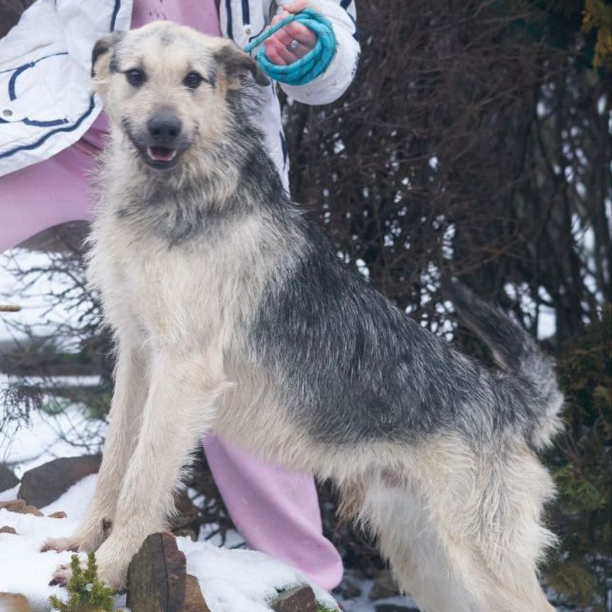 Собака в добрые руки