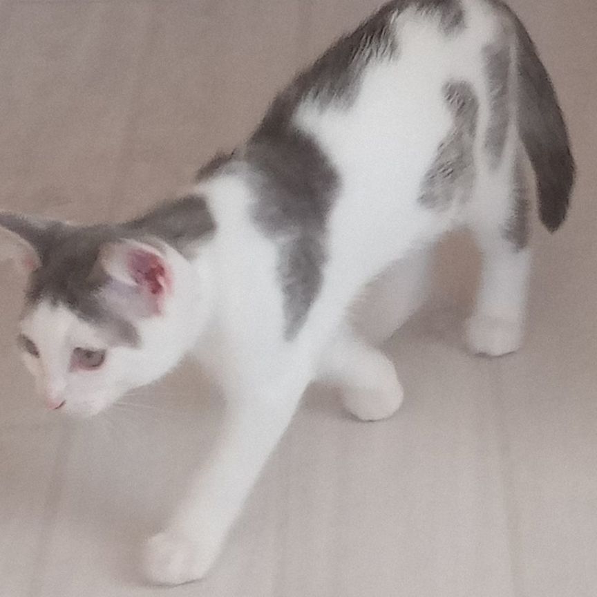 Котенок в добрые руки