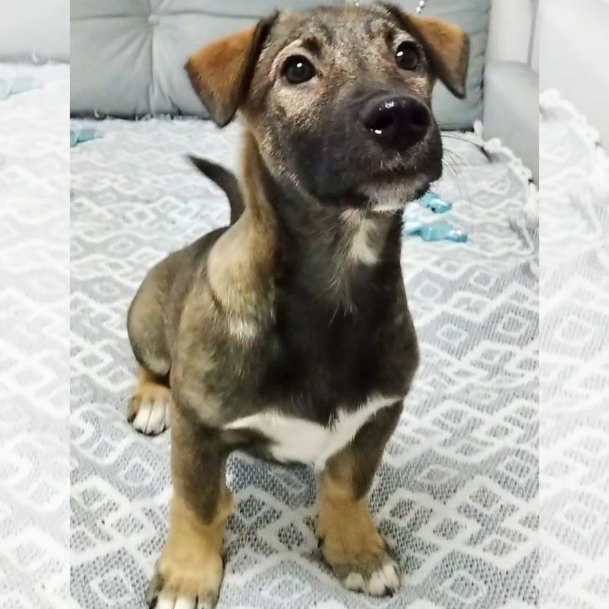 Щенок в добрые руки