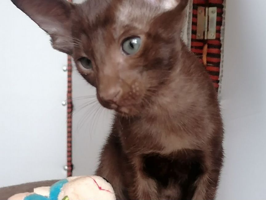 Ориентальные котята