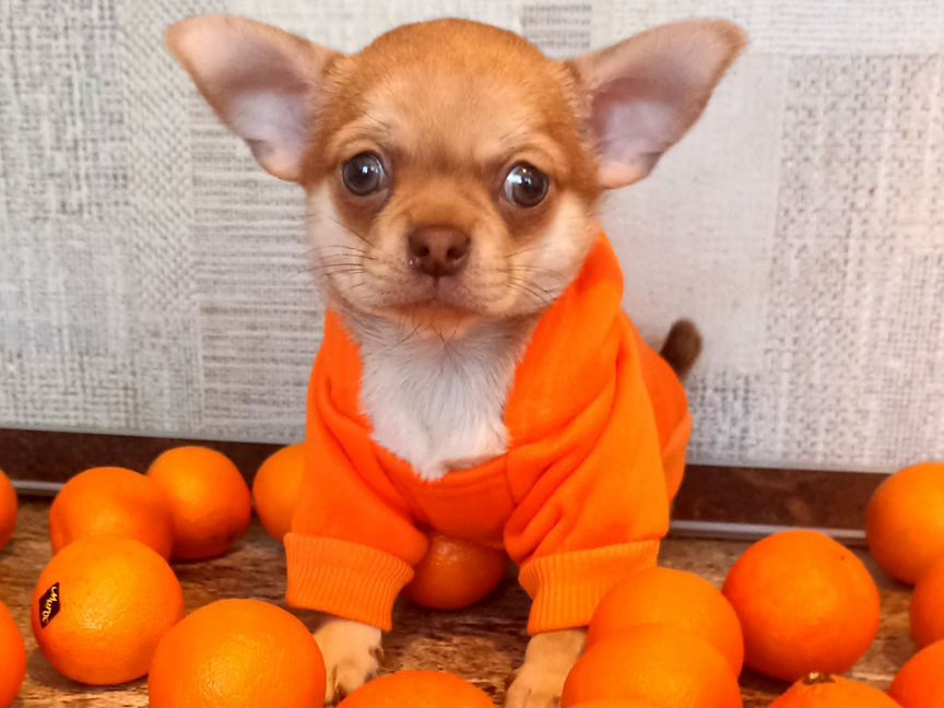 Мальчик чихуа Апельсинчик