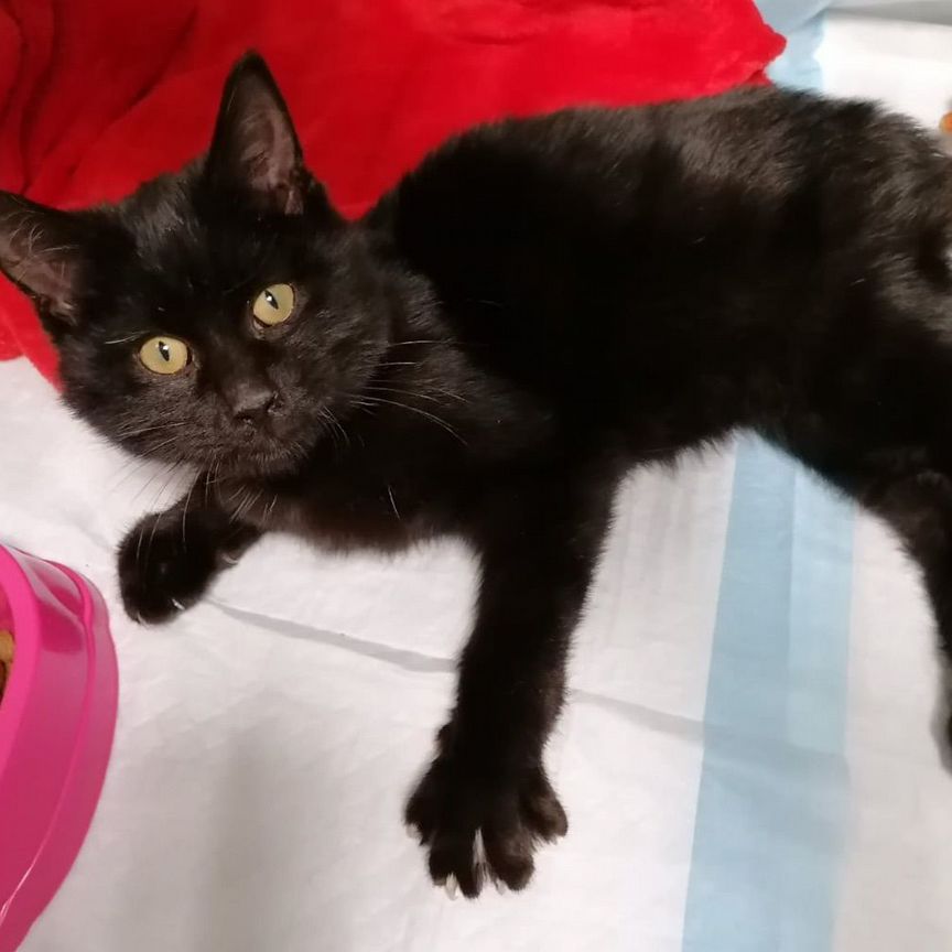 Котёнок в добрые руки