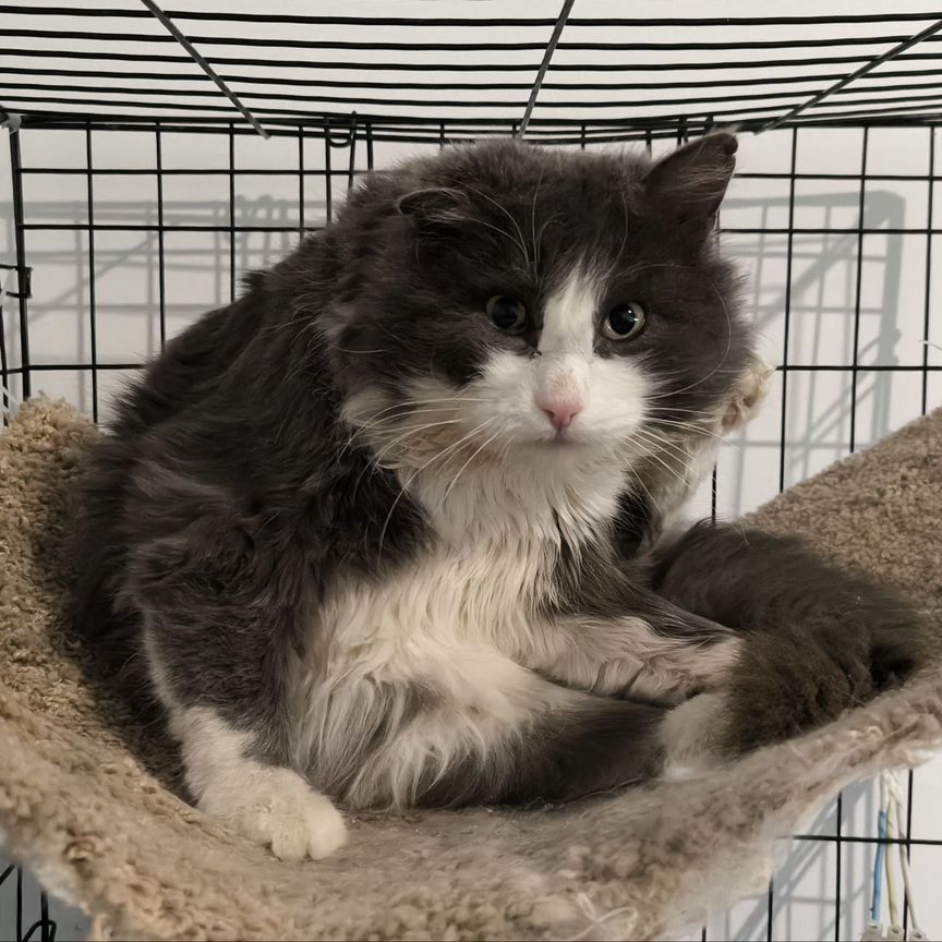 Кот Скотт ищет дом