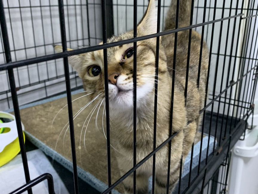 Кошка я хочу домой