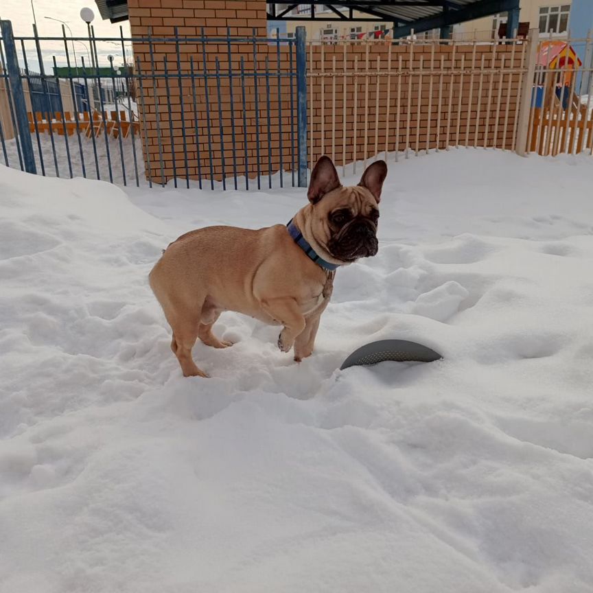 Джентльмен Француз ищет подругу