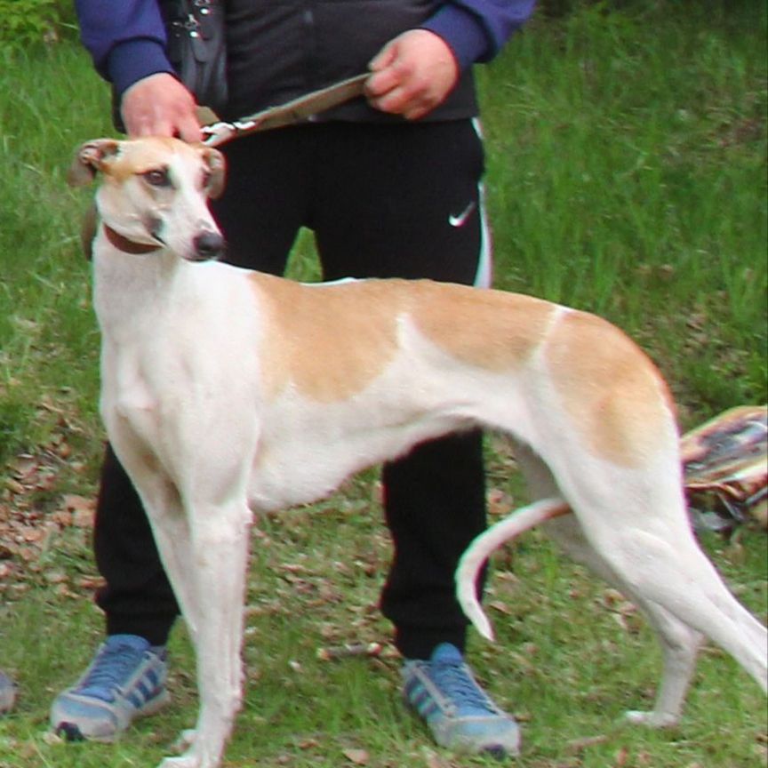 Хортая борзая, взрослая собака