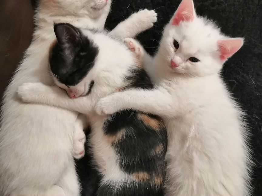 Котята в добрые руки