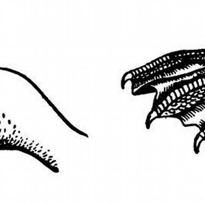 На корм собакам