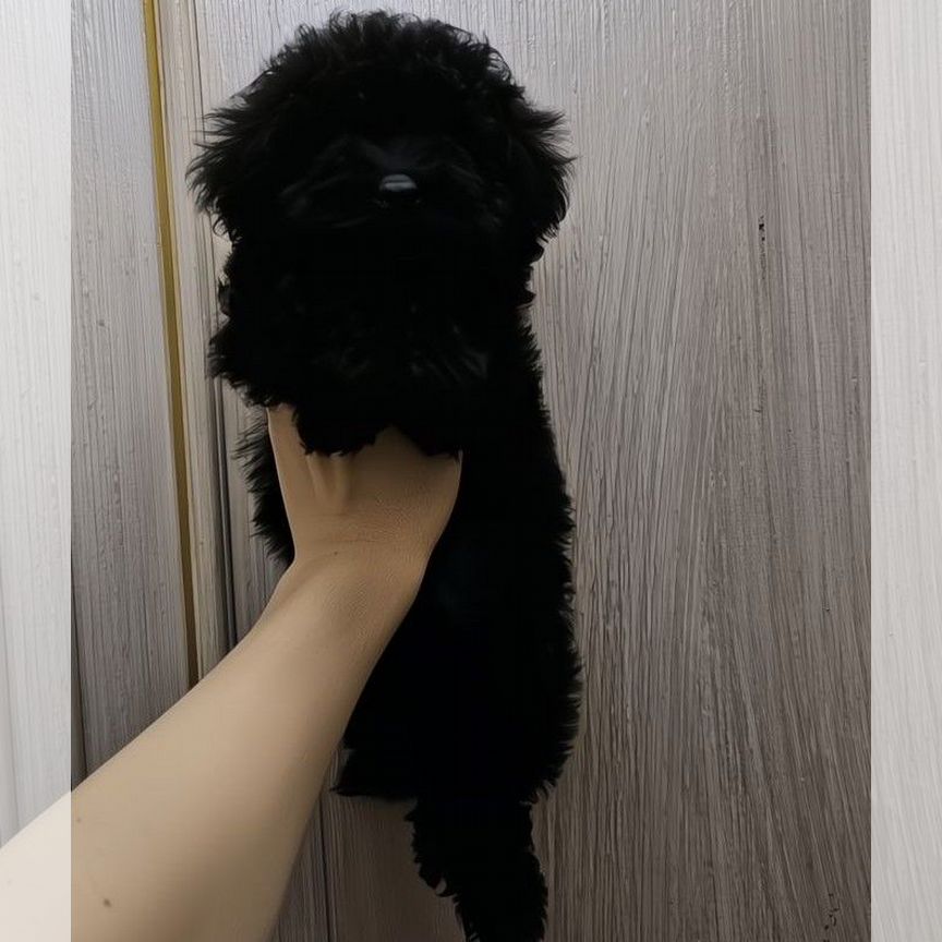 Той-пудель, щенок