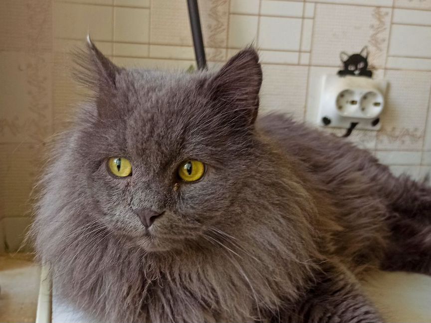 Котик ищет дом