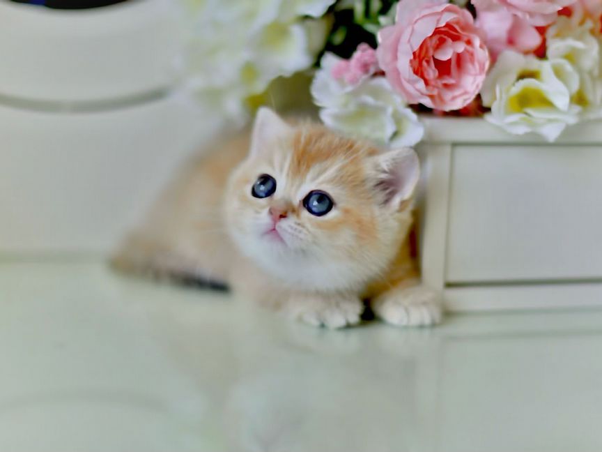 Британская золотая девочка ny 11