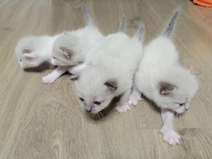 Котята метисы регдолл