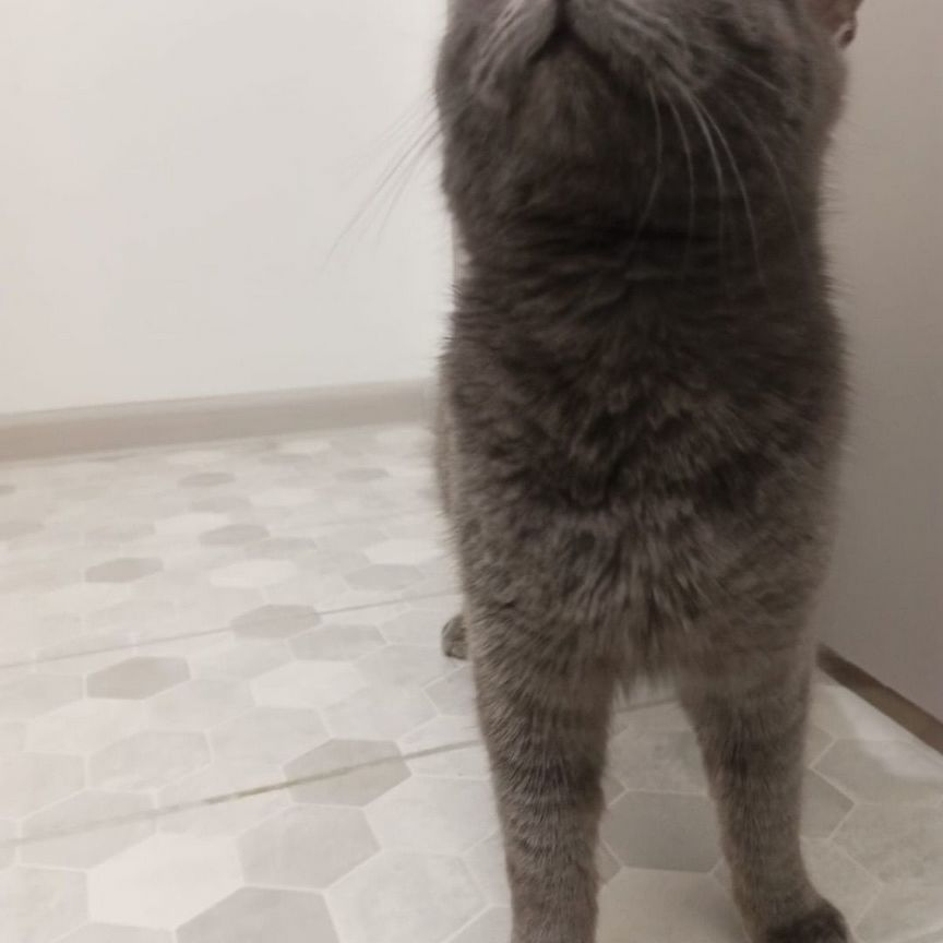 Котик 5 месяцев