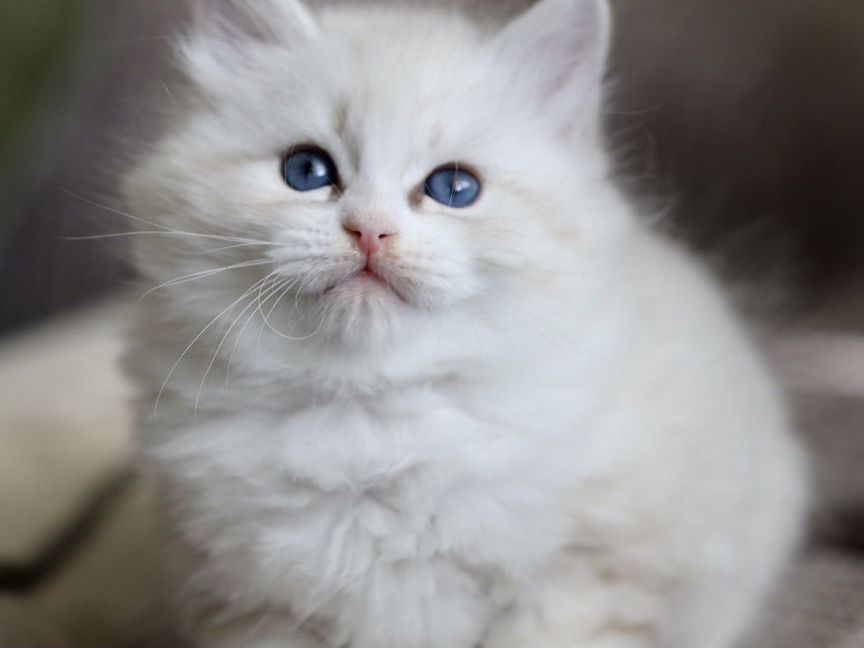 Невакие маскарадные котята