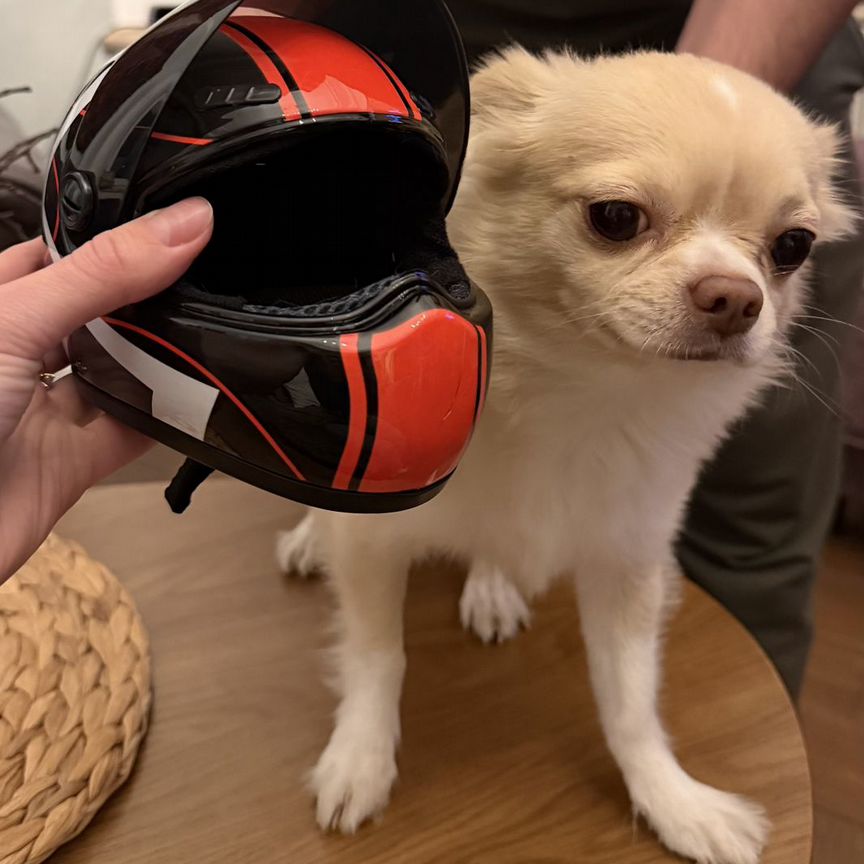 Шлем для собаки кошки
