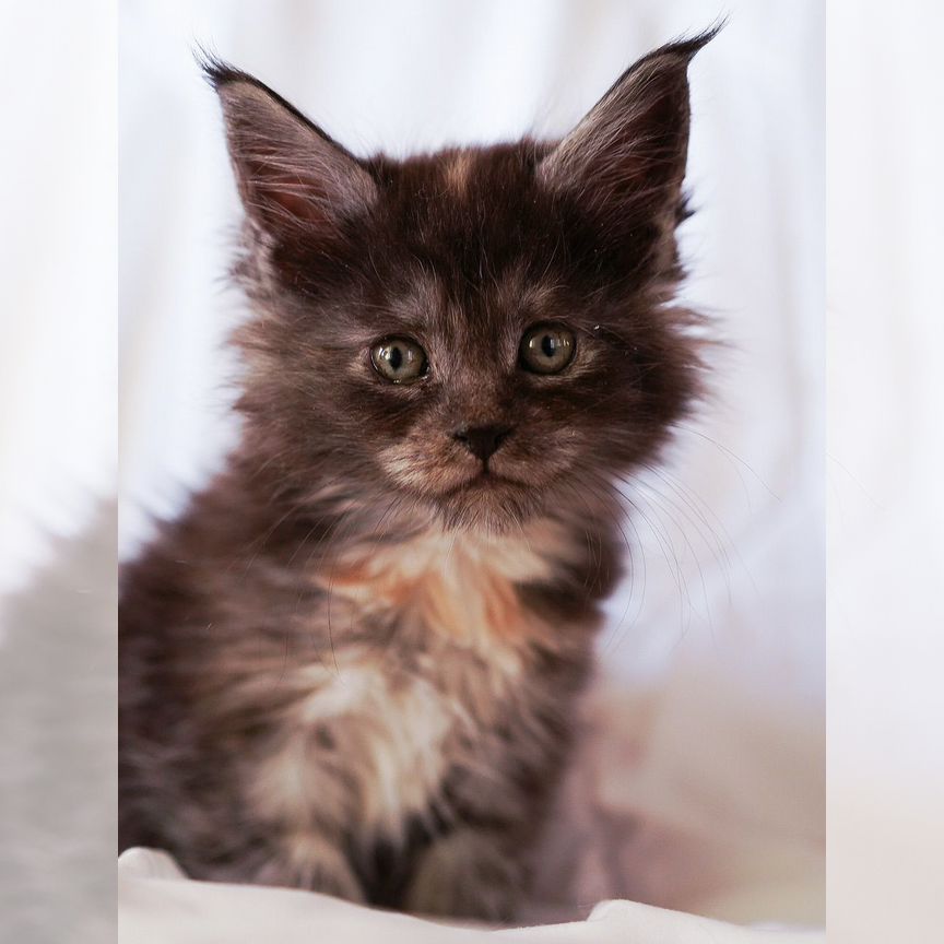 Мейн-кун котёнок