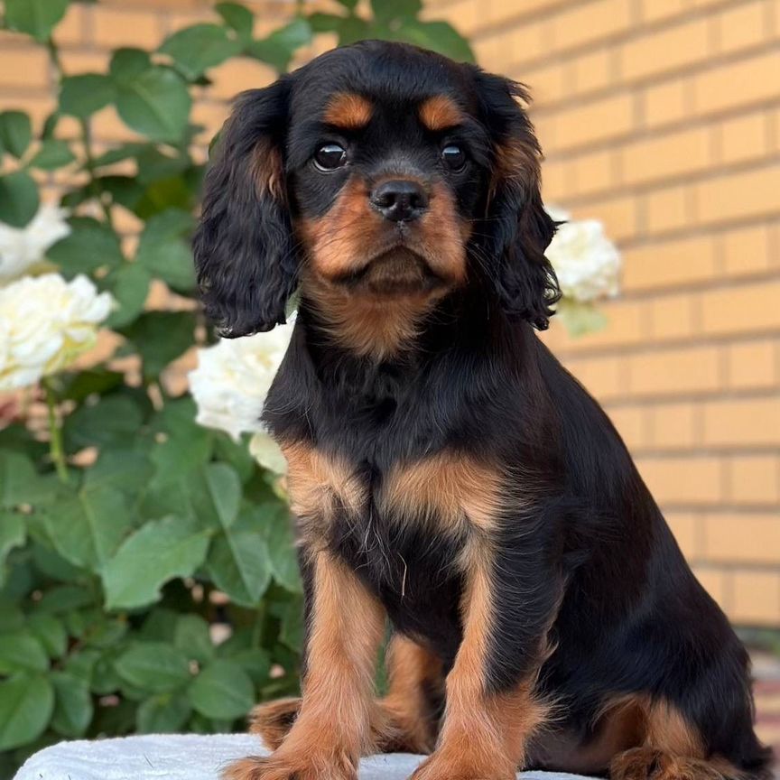 Собака твой мечты