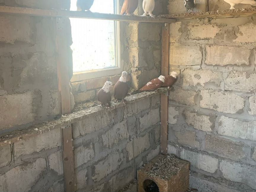 Продажа голубей благодарненские