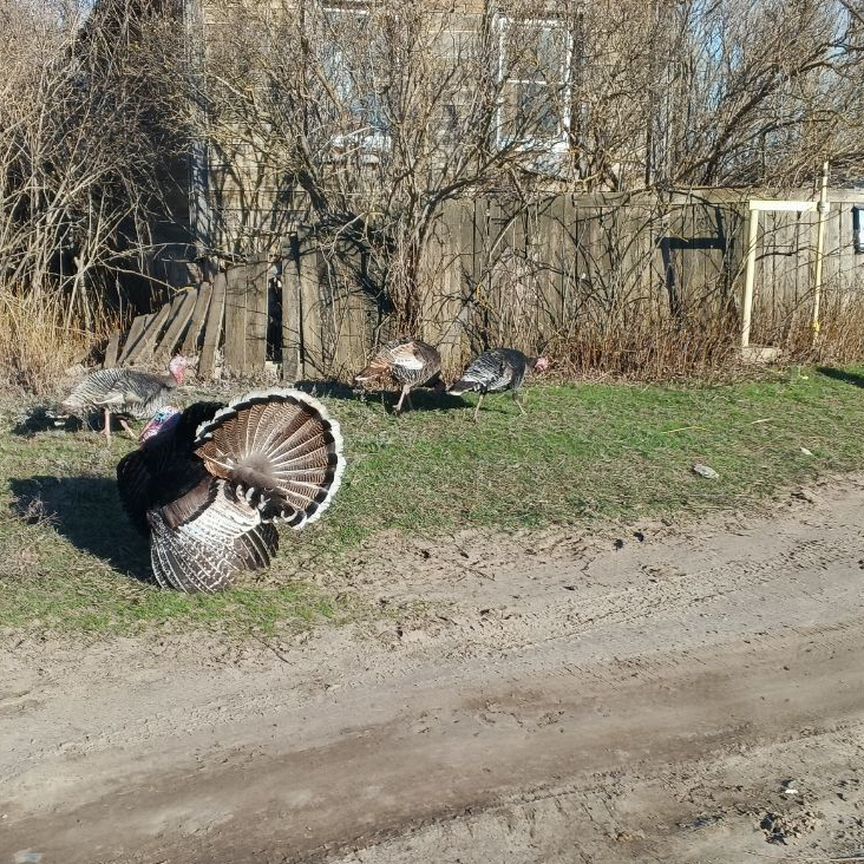Индюки