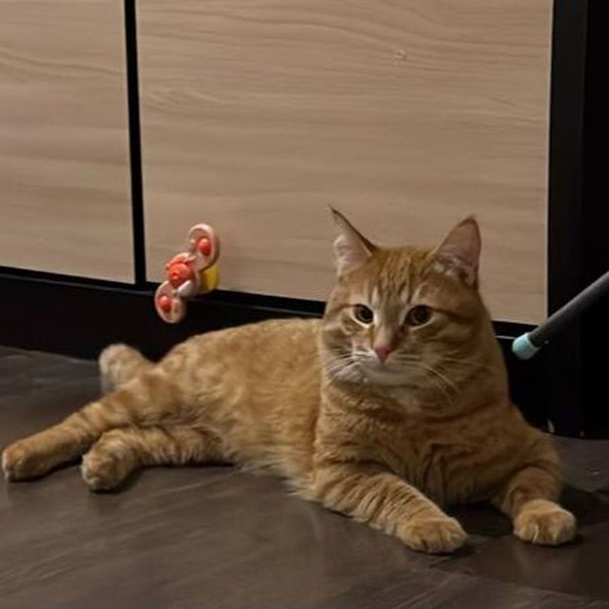 Британский короткошёрстный, взрослый кот