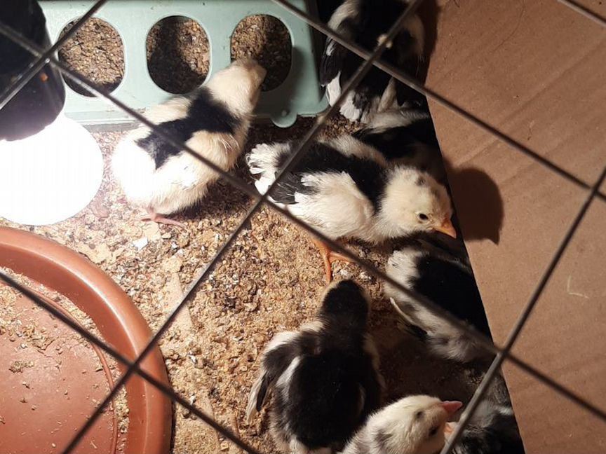 Цыплята разных пород
