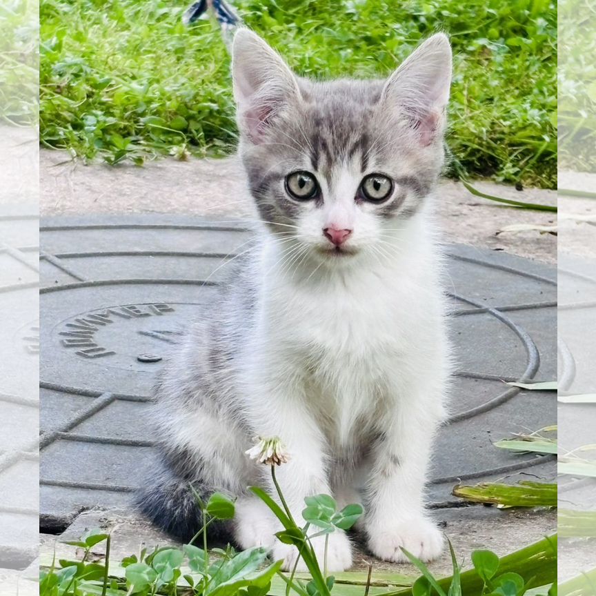 Котенок 2,5 месяца