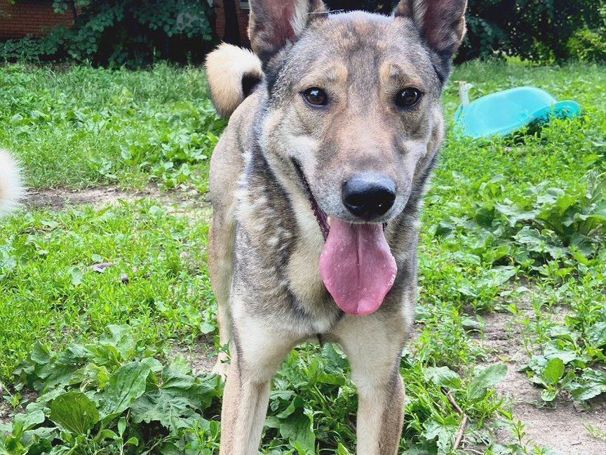 Собака Стич, скромный и дружелюбный парень