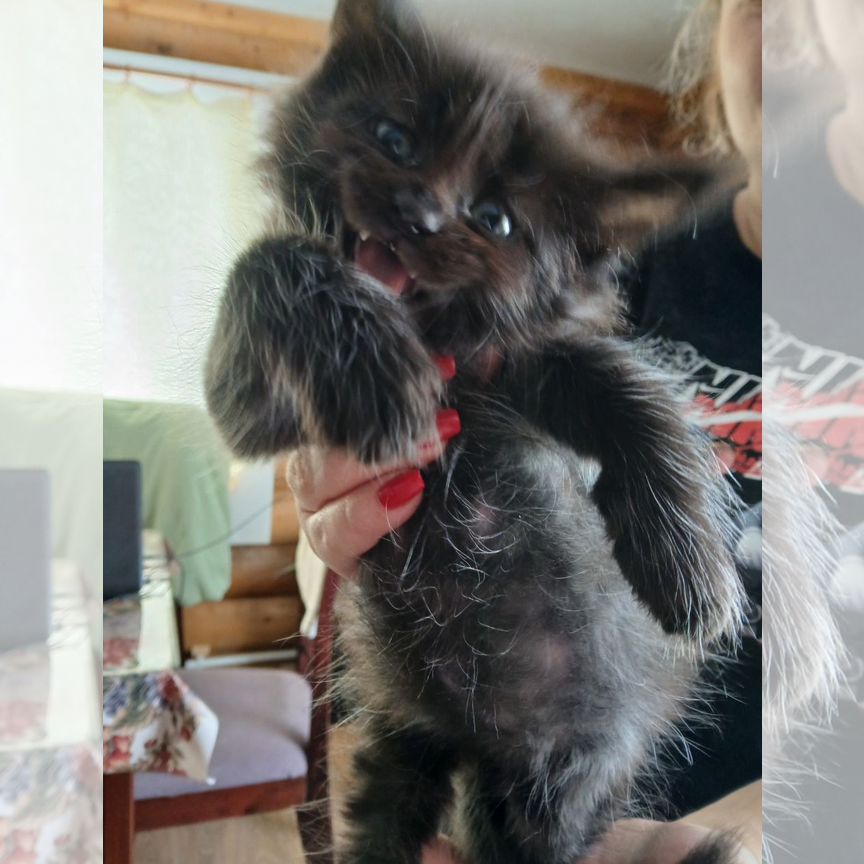 Мейн-кун котёнок