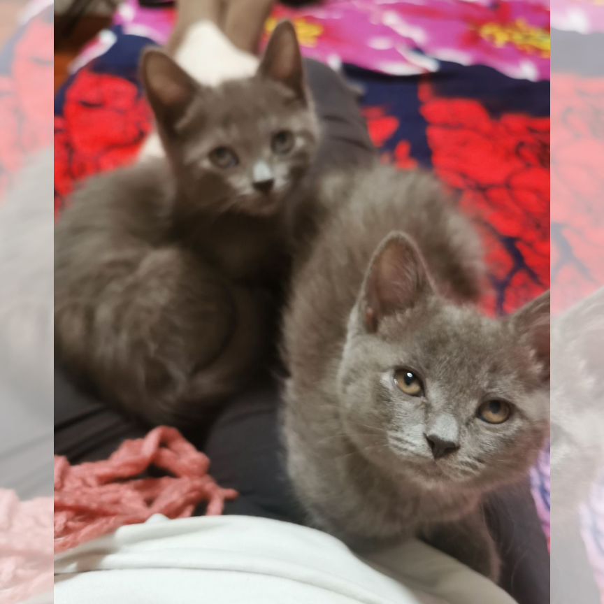 Шотландский прямоухий короткошёрстный котёнок