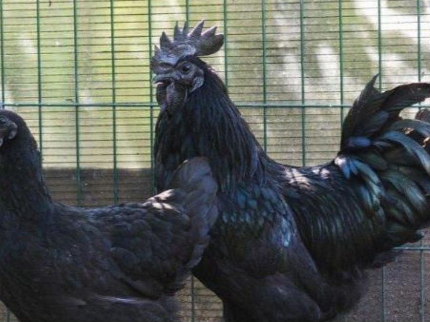 Курочка и петушок Ухейилюй